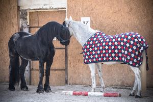 Divoké kone | OSOBNOSTI.cz